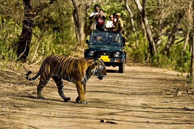 Private 5-Day Ranthambhore Tiger Tour from Delhi including the Taj Mahal, Agra and Jaipur - The Experience for Travelers