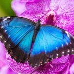 Private 5 Hour Tour of Butchart and Butterfly Gardens - What This Tour Means For You