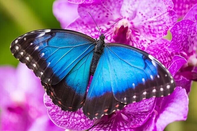 Private 5 Hour Tour of Butchart and Butterfly Gardens - What This Tour Means For You