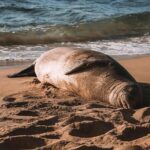 Private 5-hr Off-Road Trip on Oahus Wildlife-Rich North Shore - Practical Details and How It Feels in Practice