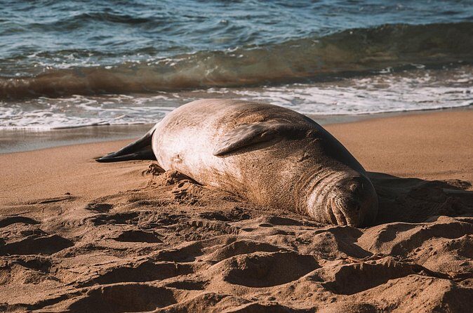 Private 5-hr Off-Road Trip on Oahus Wildlife-Rich North Shore - Practical Details and How It Feels in Practice