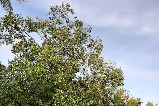 Private Bandar Highlight, Water Village & Proboscis Monkey Tour - The Value of This Tour