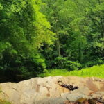 Private Bird watching and Nature trekking in Udawatta Kele Sanctuary - Who Should Consider This Tour?