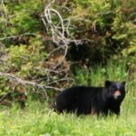 Private Boat Tour of Misty Fjords from Ketchikan - Visiting Misty Fjords: A Closer Look