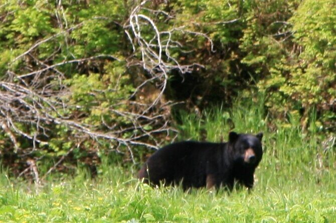 Private Boat Tour of Misty Fjords from Ketchikan - Visiting Misty Fjords: A Closer Look