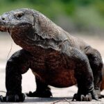 Private boat trip Komodo 2 or more person for 3 days 2 nights, Kelor, Rinca... - The Experience: What Makes It Stand Out