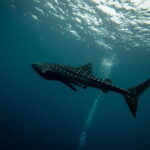 Private Bohol Whaleshark Watching - Final Thoughts