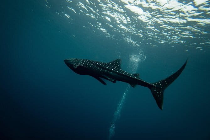 Private Bohol Whaleshark Watching - Final Thoughts