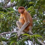 Private Borneo River Cruise and orangutan watching 4D3N - What’s Included and What’s Not