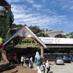 Private: Cameron Highlands 2 days 1 night Trip - An In-Depth Look at the Cameron Highlands Private Tour