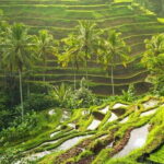 Private car hire in Bali with English speaking driver - Who Will Benefit Most?