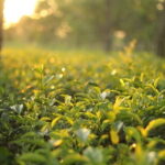 Private Car Hire with Driver-Guide for 06 Days Round Tour - What’s Included and What’s Not?