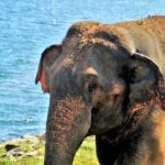 Private Car Hire with Driver-Guide for 10 Days Round Tour - Who Will Love This Tour?