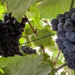 Private car tour in Sedona and Verde Valley experience - What’s Included and What’s Not