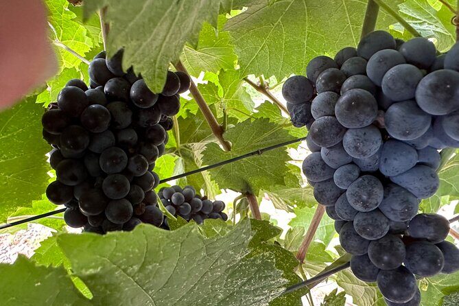 Private car tour in Sedona and Verde Valley experience - What’s Included and What’s Not