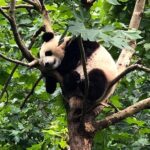 Private Chengdu City Highlight Day Tour - Who This Tour is Best For
