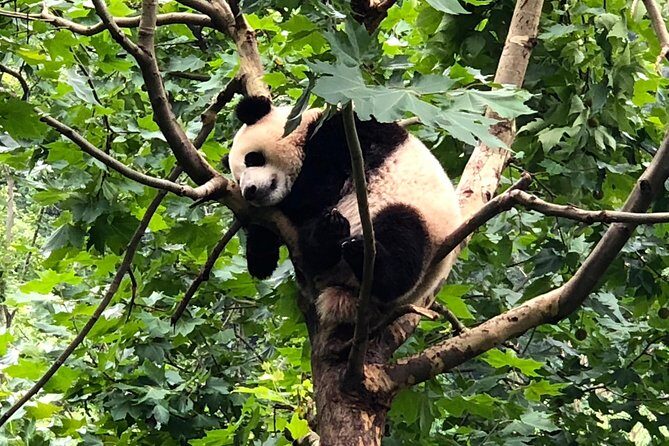 Private Chengdu City Highlight Day Tour - Who This Tour is Best For