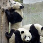 Private Chengdu Day Tour: Giant Pandas and Jinsha Site Museum - Final Thoughts