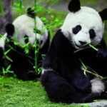 Private Chengdu Day Tour To The Giant Panda Base - The Itinerary: What to Expect
