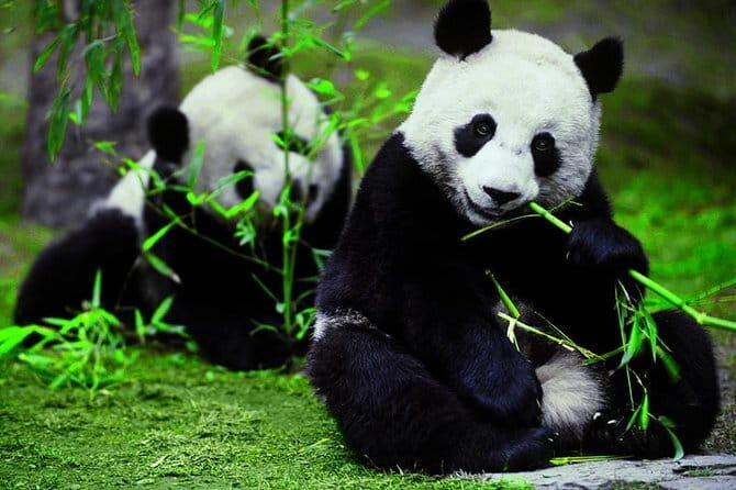 Private Chengdu Day Tour To The Giant Panda Base - The Itinerary: What to Expect