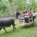 Private Countryside with Buffalo Cart tour - Half Day - The Experience: What Youll Love