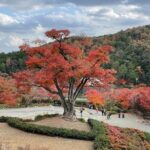 Private & Customized - Kansai Cycle tour - Authentic Experiences and What Travelers Say