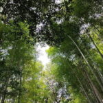 Private Customized Walking in Tour Kyoto - Practicalities and Value