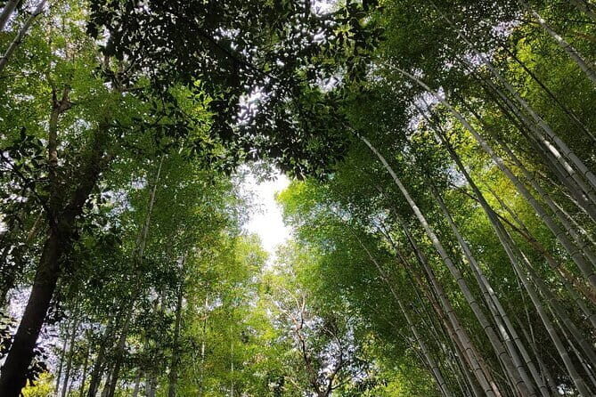 Private Customized Walking in Tour Kyoto - Practicalities and Value