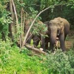 Private Dambulla Sigiriya Tour from Kandy with Lunch - Value for Money: Is It Worth It?