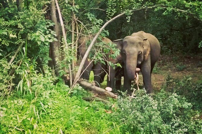 Private Dambulla Sigiriya Tour from Kandy with Lunch - Value for Money: Is It Worth It?
