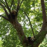 Private Day Tour: Chengdu Panda Base & downtown walking tour - Practical Details That Matter