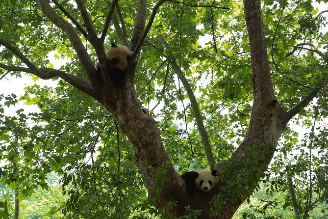 Private Day Tour: Chengdu Panda Base & downtown walking tour - Practical Details That Matter