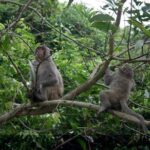 Private Day Tour: Cuc Phuong National Park from Hanoi - Key Points