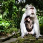 Private Day Tour in Ubud and Tanah Lot Temple - What to Expect from the Overall Experience