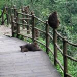 Private Day Tour: Mount Emei Tour by high-speed train from Chengdu - The Itinerary in Detail