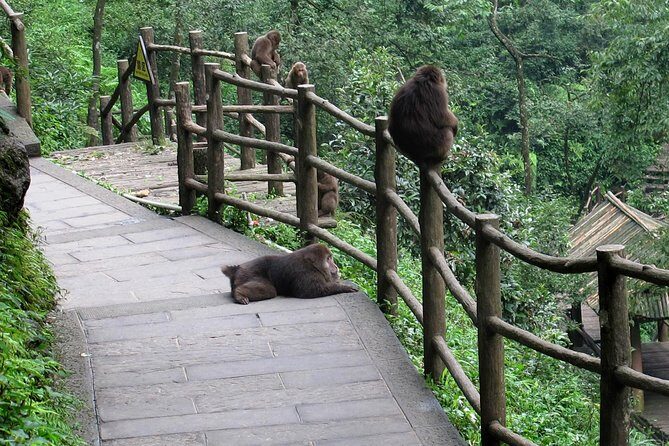 Private Day Tour: Mount Emei Tour by high-speed train from Chengdu - The Itinerary in Detail
