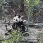 Private Day Tour of Chengdu City Overivew - Who Will Appreciate This Tour Most?