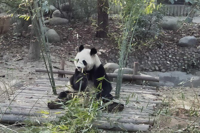 Private Day Tour of Chengdu City Overivew - Who Will Appreciate This Tour Most?