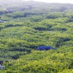 Private Day Tour of Munnar from Kochi in Air-Conditioned Vehicle - Detailed Breakdown of the Itinerary