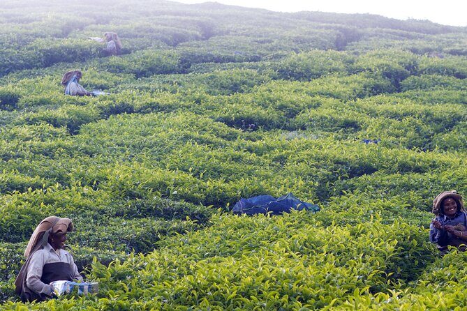 Private Day Tour of Munnar from Kochi in Air-Conditioned Vehicle - Detailed Breakdown of the Itinerary