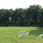 Private Day Tour to Chimelong Paradise and Birds Park from Guangzhou - Exploring the Itinerary in Detail