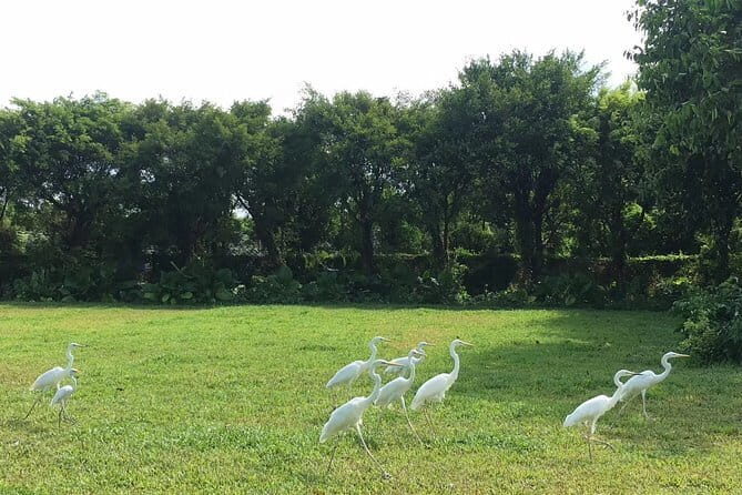 Private Day Tour to Chimelong Paradise and Birds Park from Guangzhou - Exploring the Itinerary in Detail