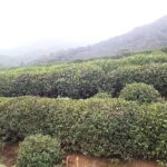 Private Day Tour to Hangzhou from Shanghai: Xihu Lake, Lingyin Temple, and More - Practical Tips and Considerations