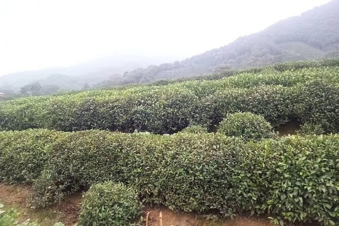 Private Day Tour to Hangzhou from Shanghai: Xihu Lake, Lingyin Temple, and More - Practical Tips and Considerations