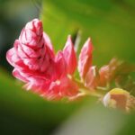 Private Day Tour to South China Botanical Garden from Guangzhou - What Makes This Tour Stand Out