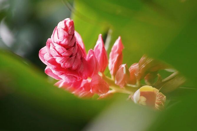 Private Day Tour to South China Botanical Garden from Guangzhou - What Makes This Tour Stand Out