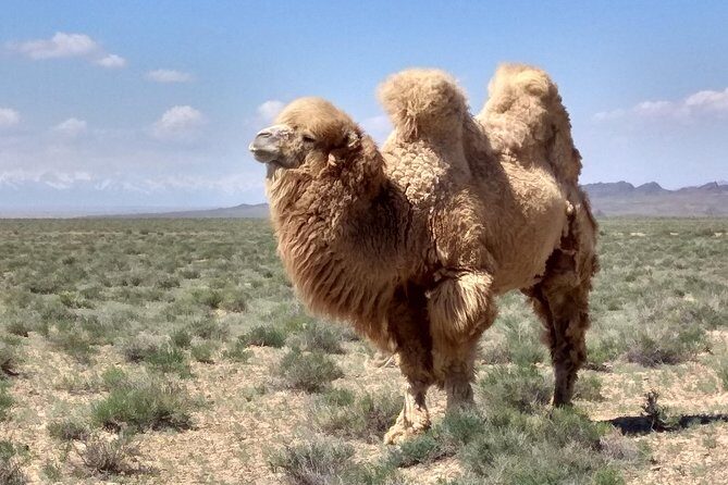 Private Day Tour to the Land of Canyons-UNESCO-of Kazakhstan - What You’ll Get for the Price