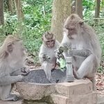 Private Day tour - Ubud and Tanah Lot Sunset in one Day - Transportation & Comfort