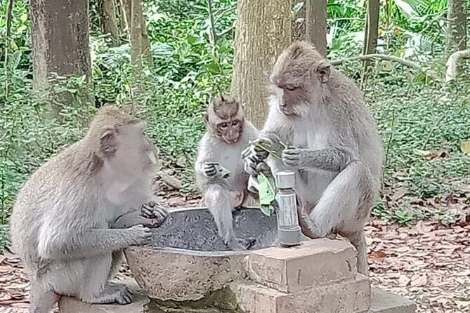 Private Day tour - Ubud and Tanah Lot Sunset in one Day - Transportation & Comfort