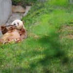 Private Day Tour: Xi'an PandaQI ZAIand City Highlights - What We Heard from Past Travelers